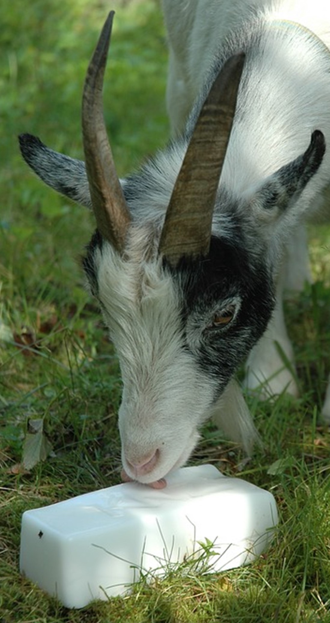 Sarah Rash’s and Perhaps Mary Warren’s Mitochondrial DNA – 52 Ancestors ...